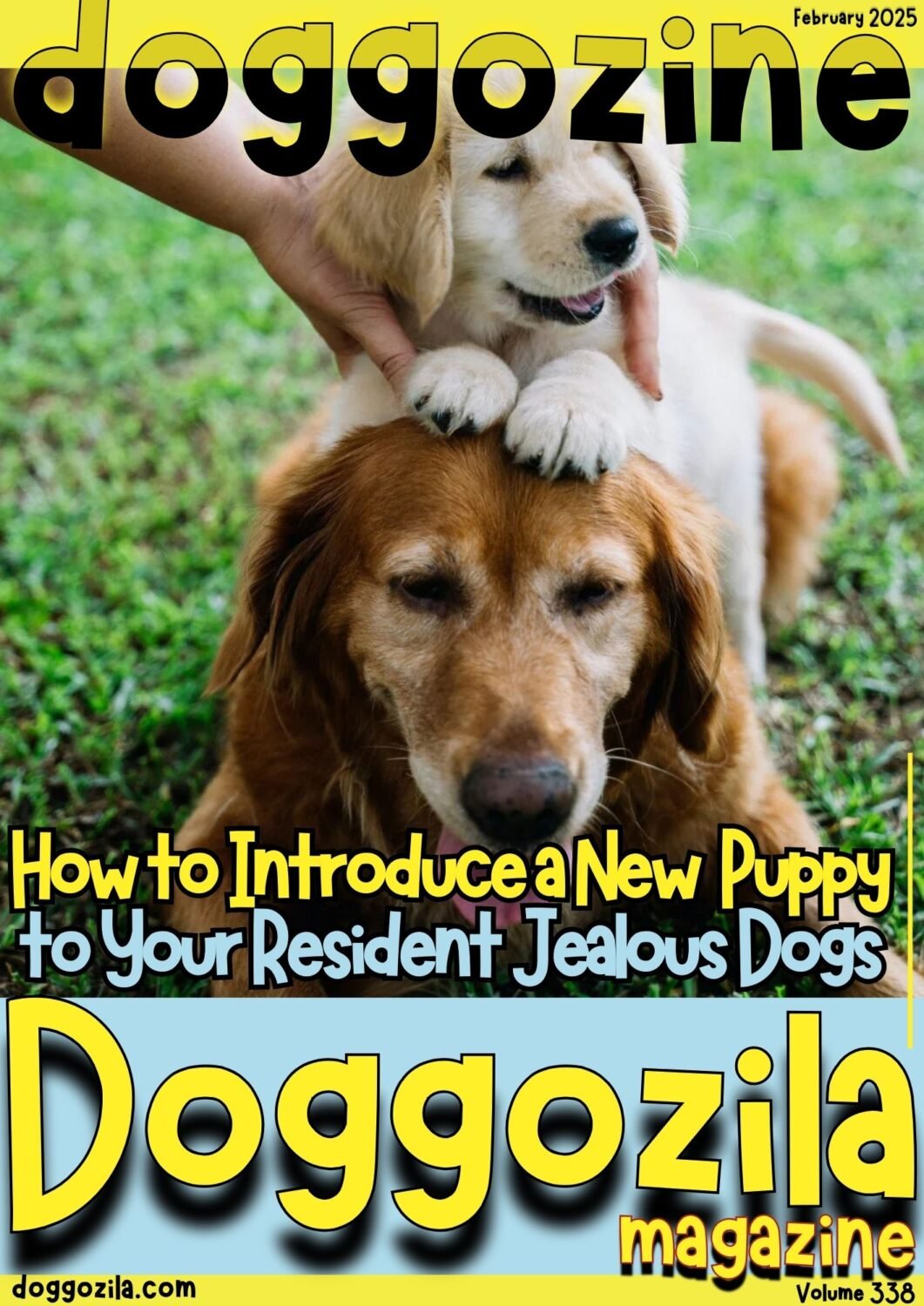 How to Introduce a New Dog to Jealous Dogs - Doggozila Magazine