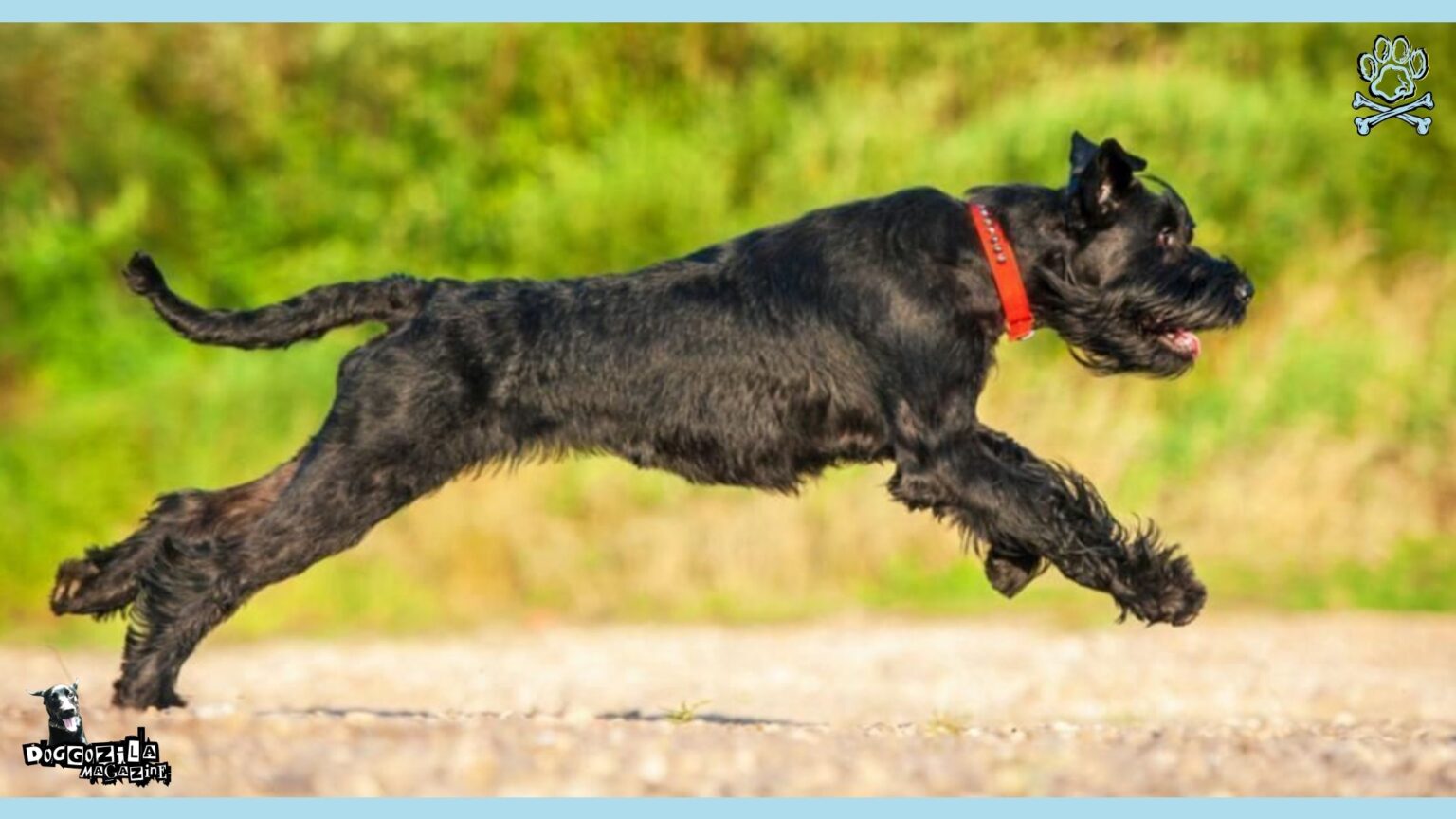 Designer Dog Breeds: The Best of Both Worlds • Doggozila Magazine