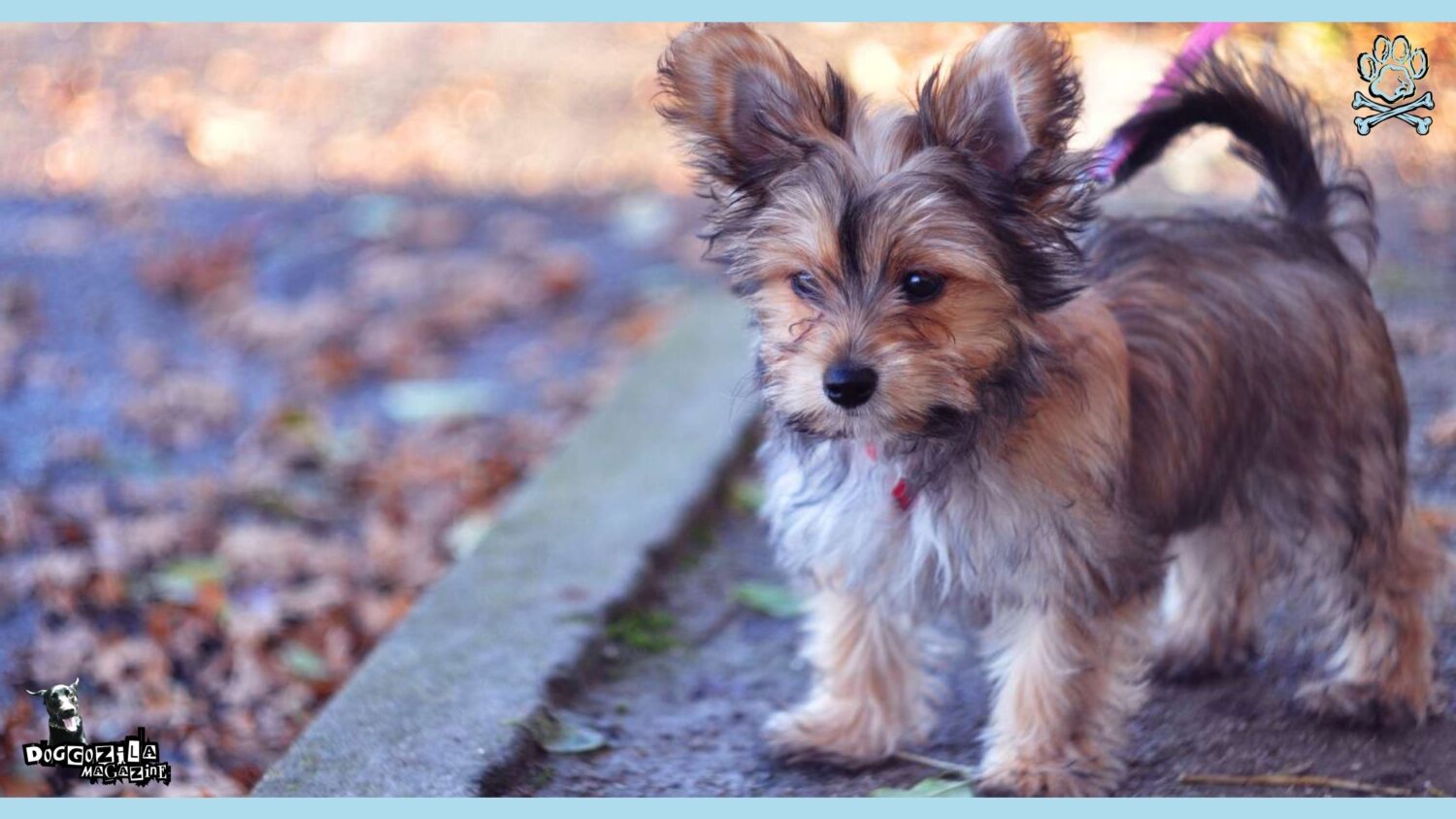 Designer Dog Breeds: The Best of Both Worlds • Doggozila Magazine