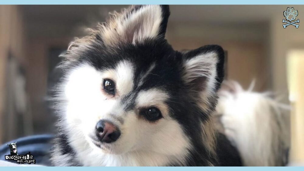 Designer Dog Breeds: The Best of Both Worlds • Doggozila Magazine