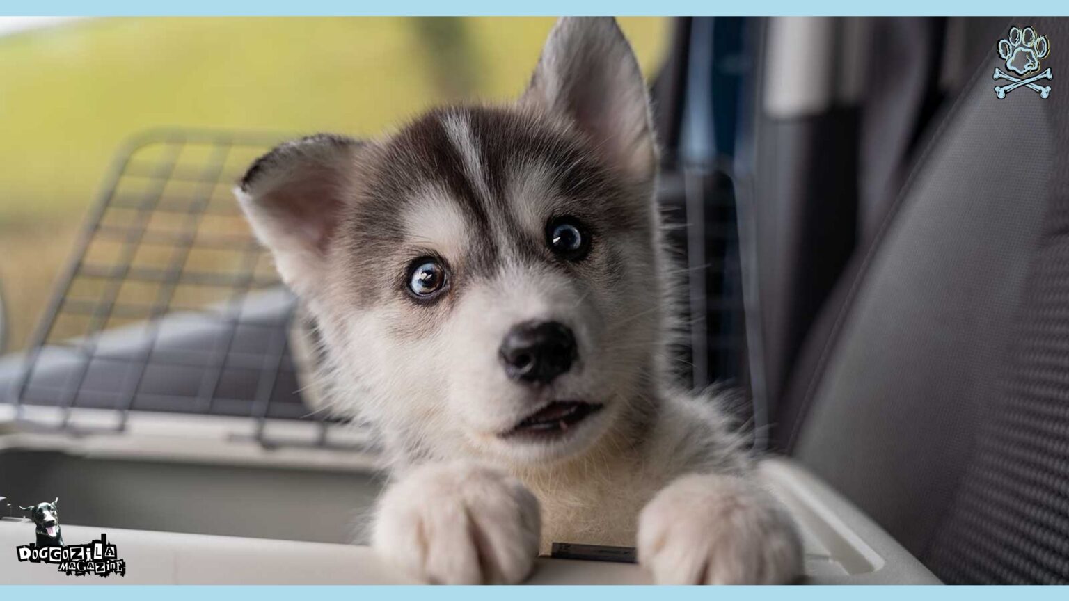 Designer Dog Breeds: The Best of Both Worlds • Doggozila Magazine