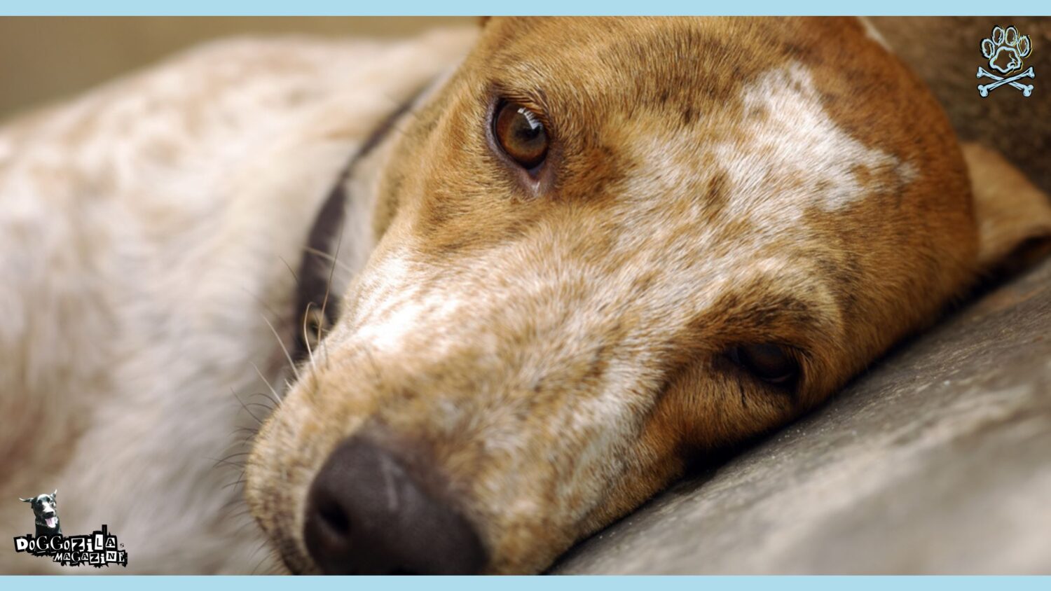 Do Dogs Grieve for Other Dogs & How to Heal The Canine Grief? • Doggozila