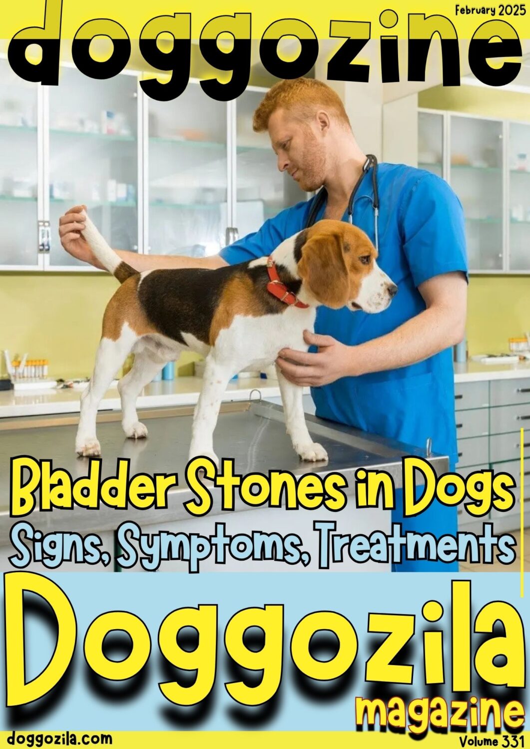 Bladder Stones in Dogs: Treatments and Prevention • Doggozila Magazine