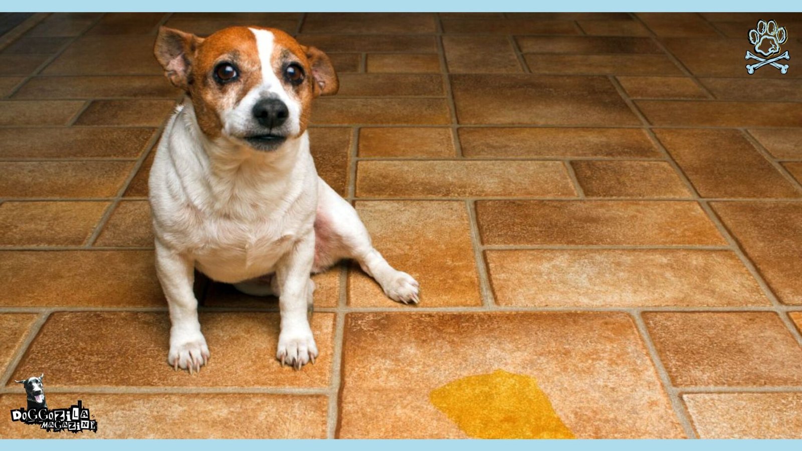 How Long Can Dogs Hold Their Pee? – Doggozila Magazine
