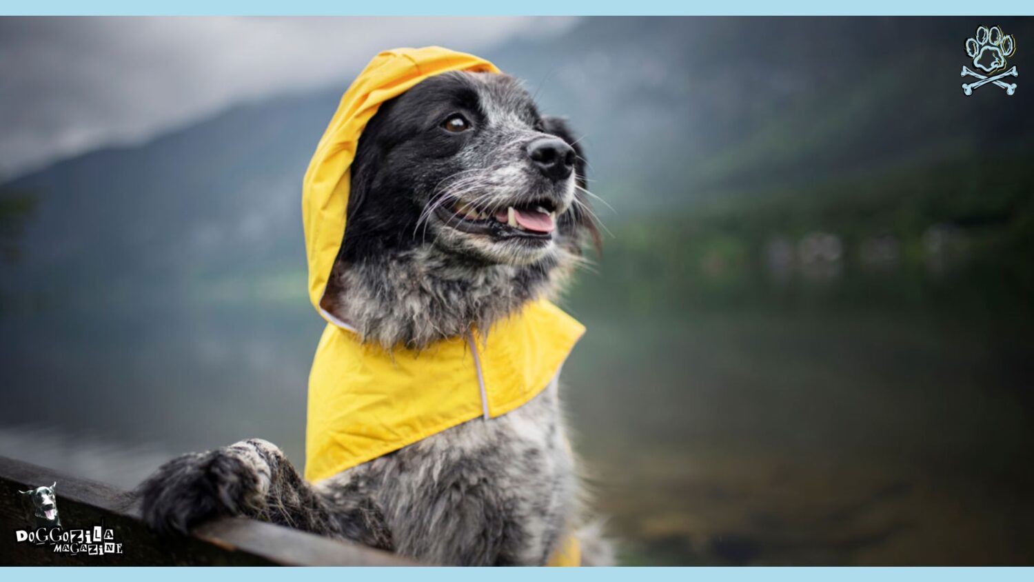 How to Calm a Dog Down Instantly: A Guide to Relax • Doggozila Magazine