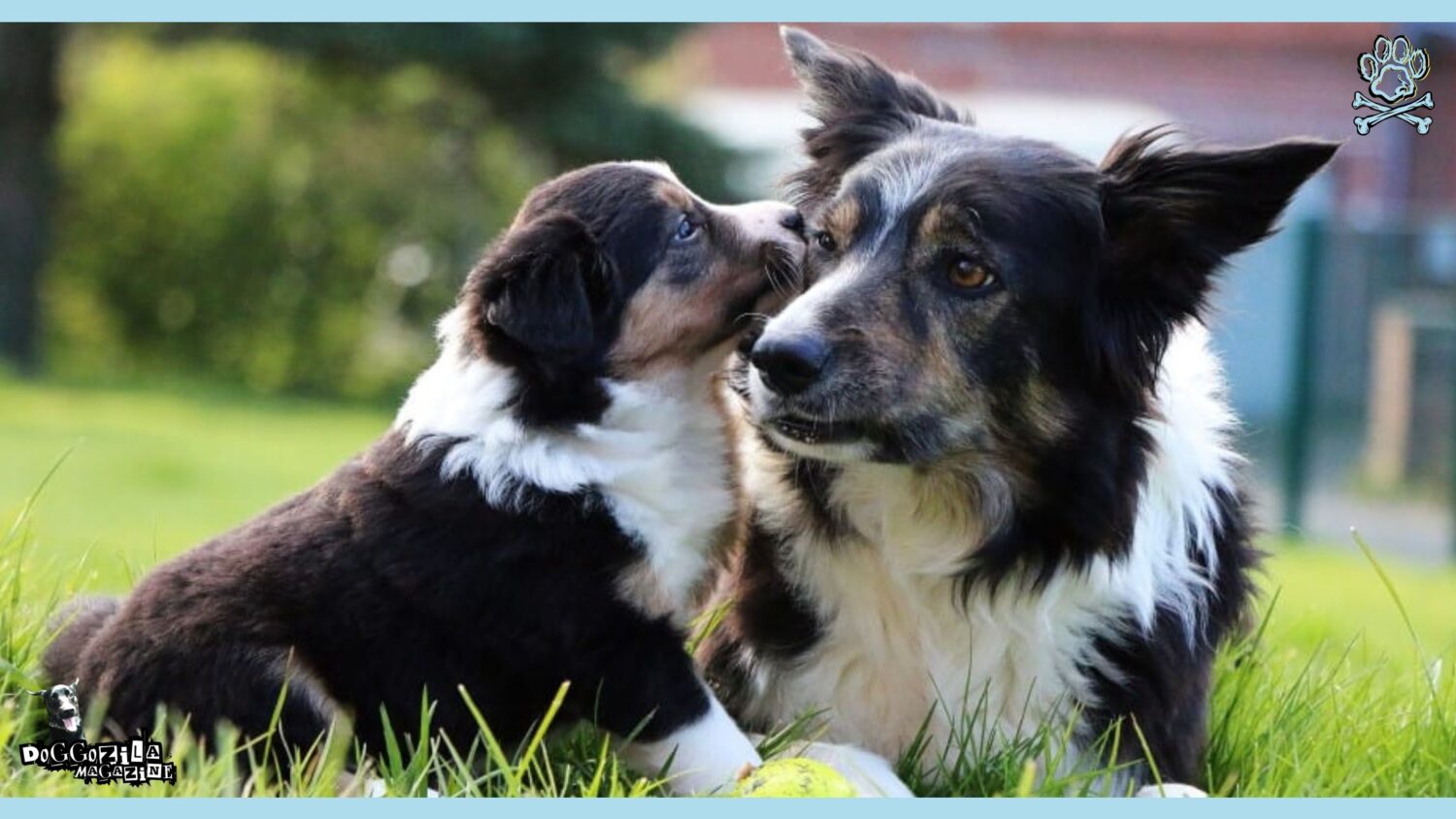How to Introduce a New Dog to Jealous Dogs • Doggozila Magazine