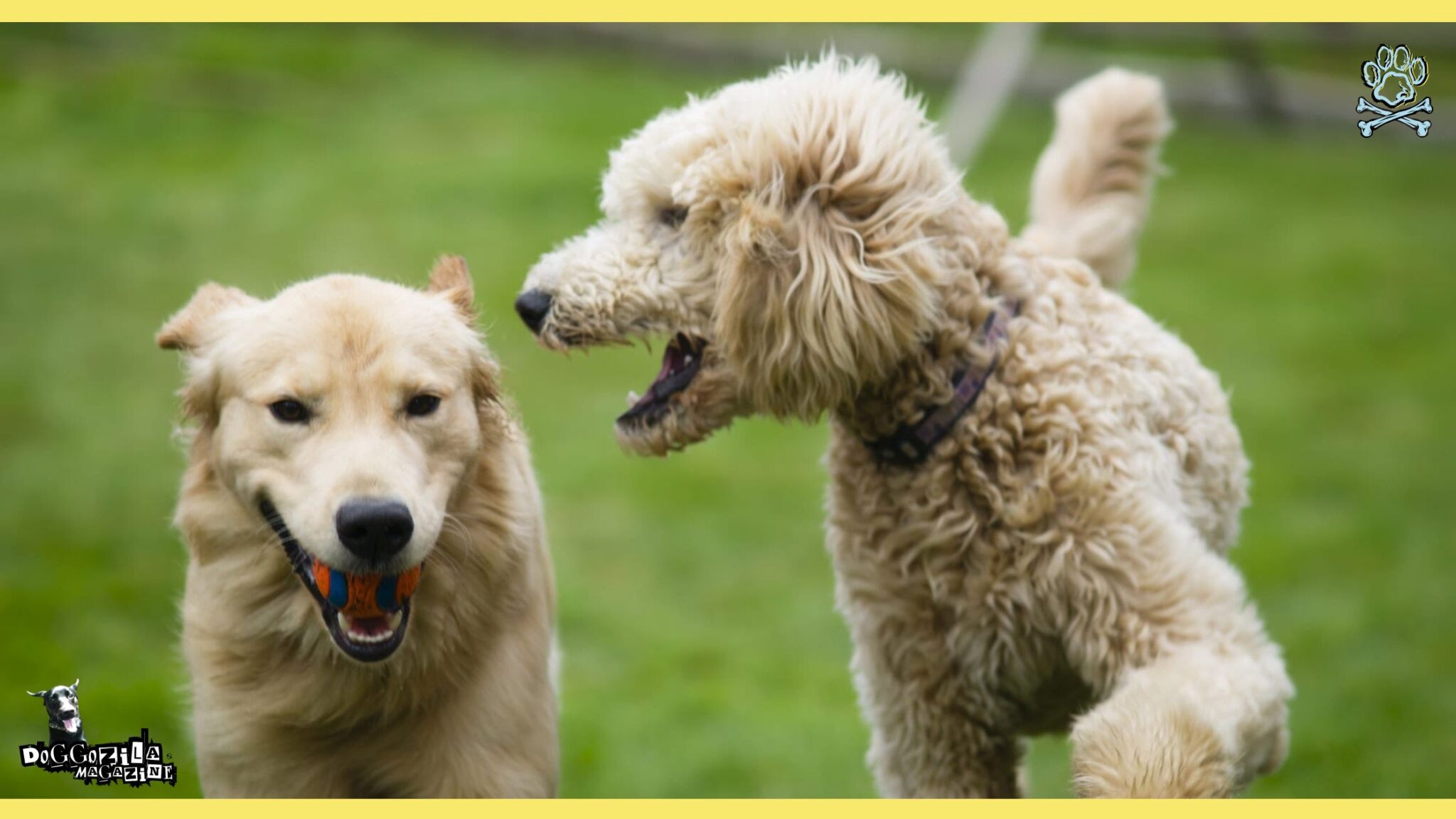 How to Introduce a New Dog to Jealous Dogs • Doggozila Magazine