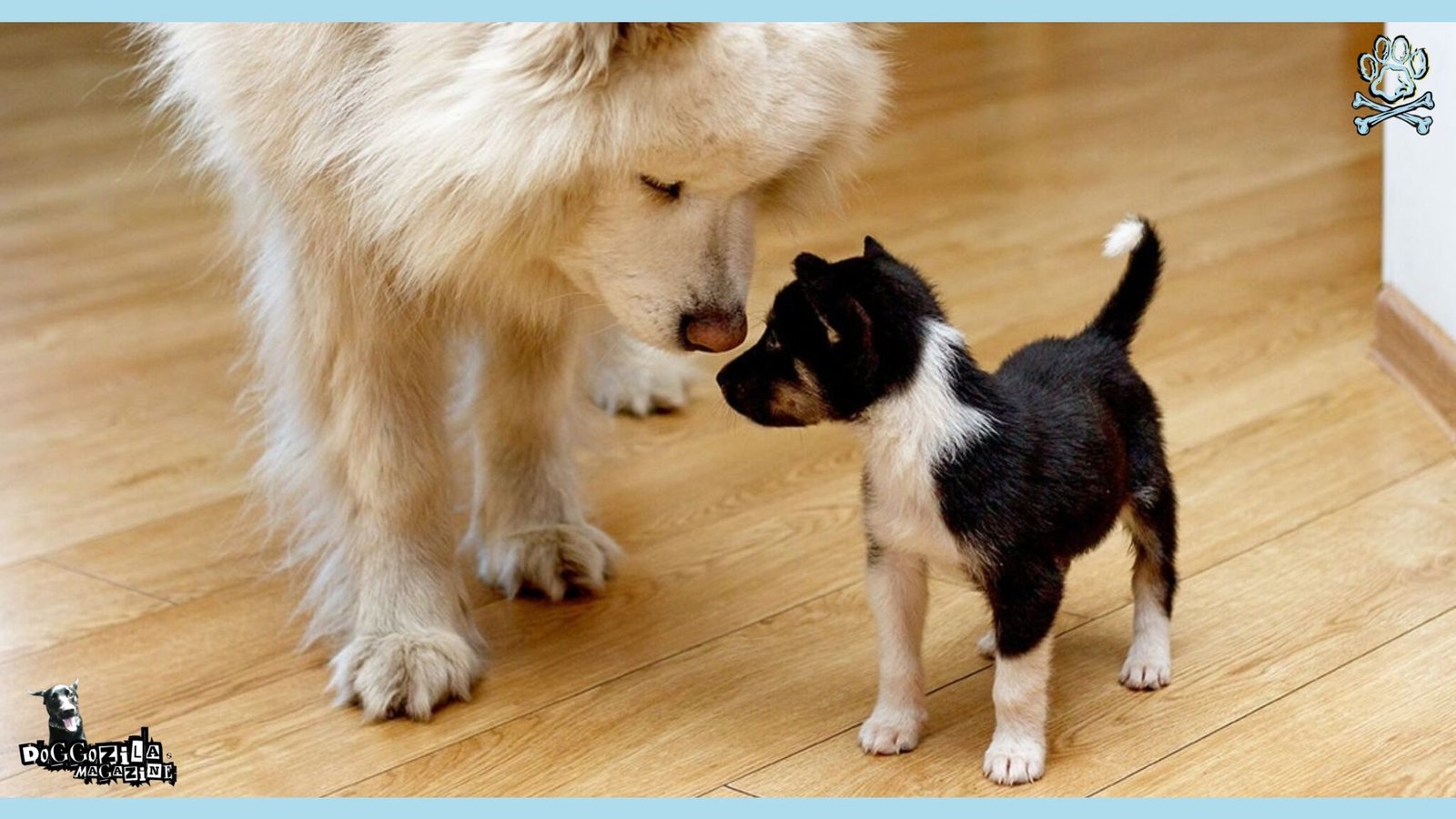 How to Introduce a New Dog to Jealous Dogs – Doggozila Magazine