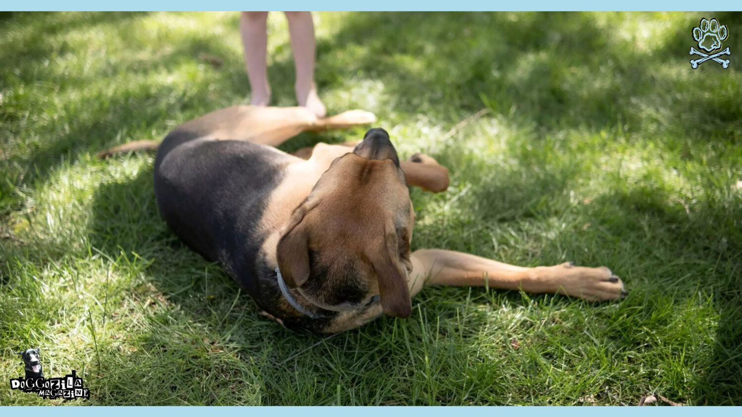 How to Train Your Dog to Play Dead: Step-by-Step Guide • Doggozila Magazine