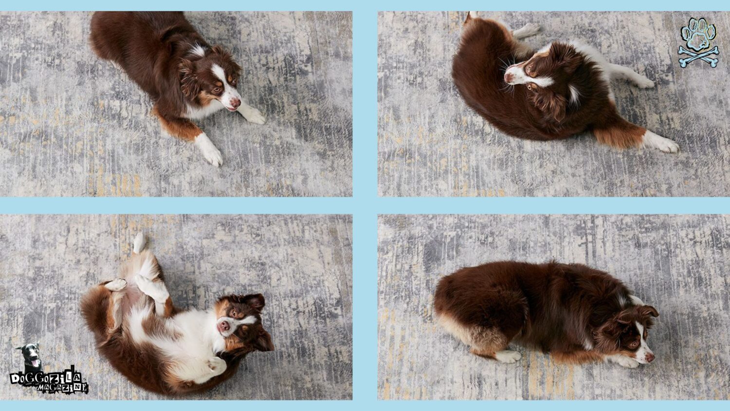 How to Train Your Dog to Play Dead: Step-by-Step Guide • Doggozila Magazine