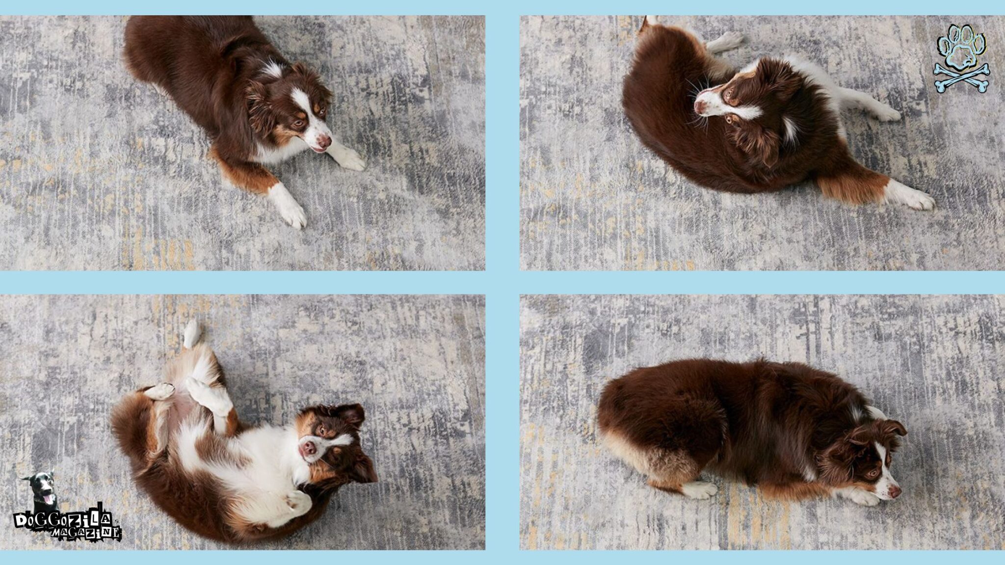How to Train Your Dog to Play Dead: Step-by-Step Guide • Doggozila Magazine