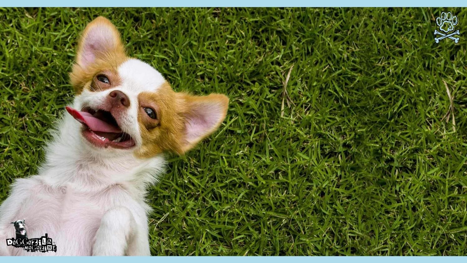 How to Train Your Dog to Play Dead: Step-by-Step Guide – Doggozila Magazine