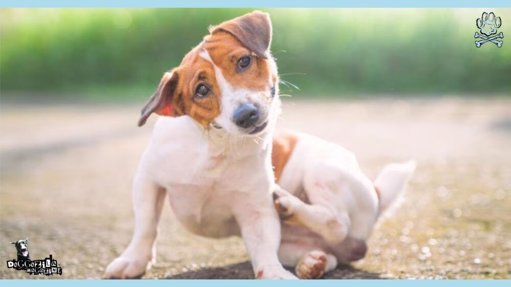 Seborrhea in Dogs: Itchy, Flaky Saga of Your Pup’s Skin • Doggozila ...