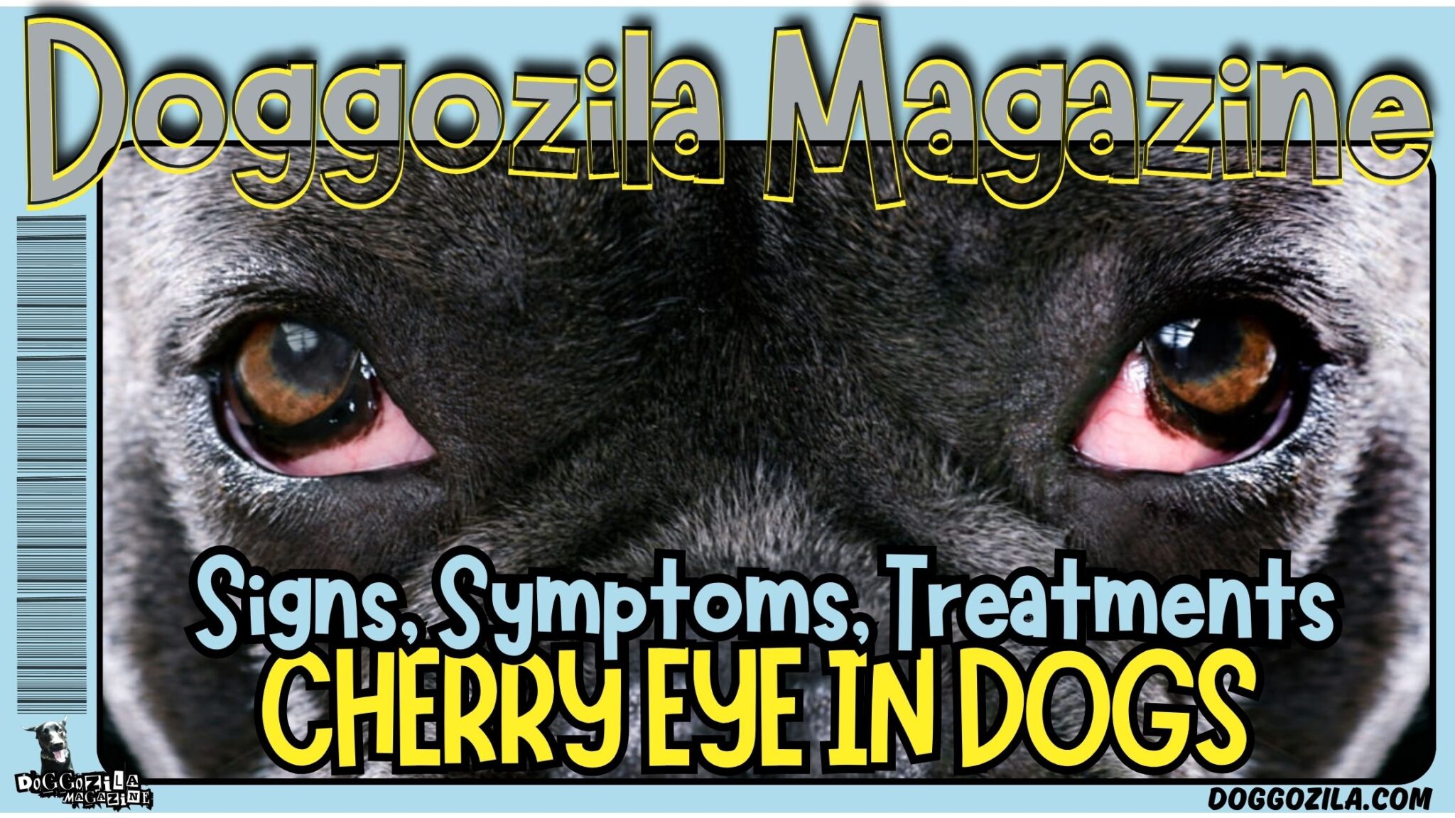 Doggozila - Healthy Doggos Lifestyle Magazine