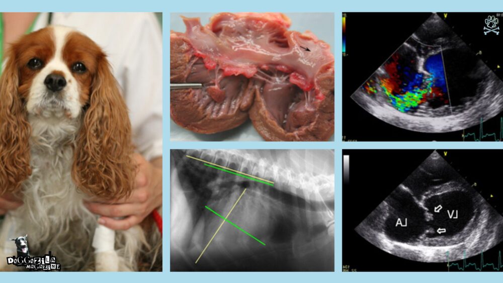 Congestive Heart Failure in Dogs: A Lifelong Condition • Doggozila Magazine