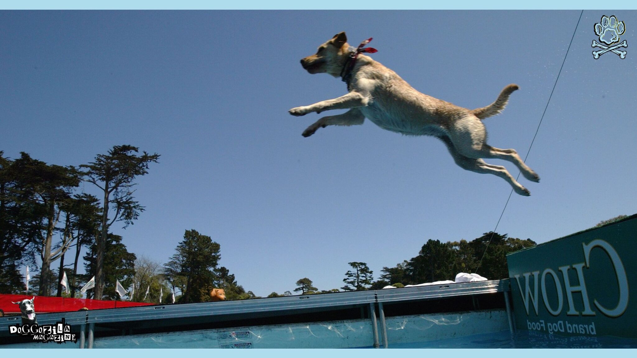 Dog Sports: Ancient Origins to Modern Competitions • Doggozila Magazine