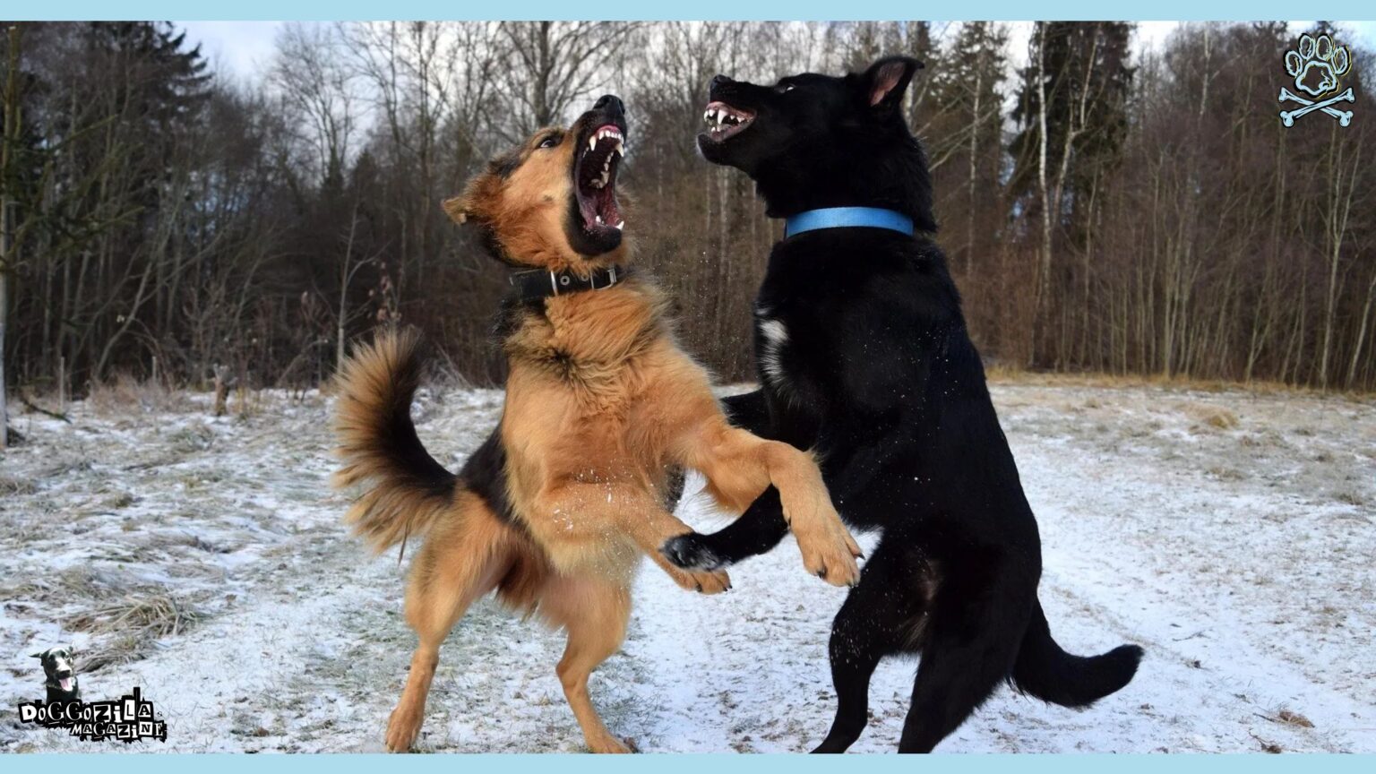 Are Dogs Playing or Fighting? How to Tell the Difference • Doggozila ...