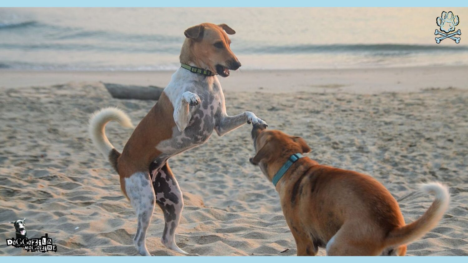 Are Dogs Playing or Fighting? How to Tell the Difference • Doggozila ...