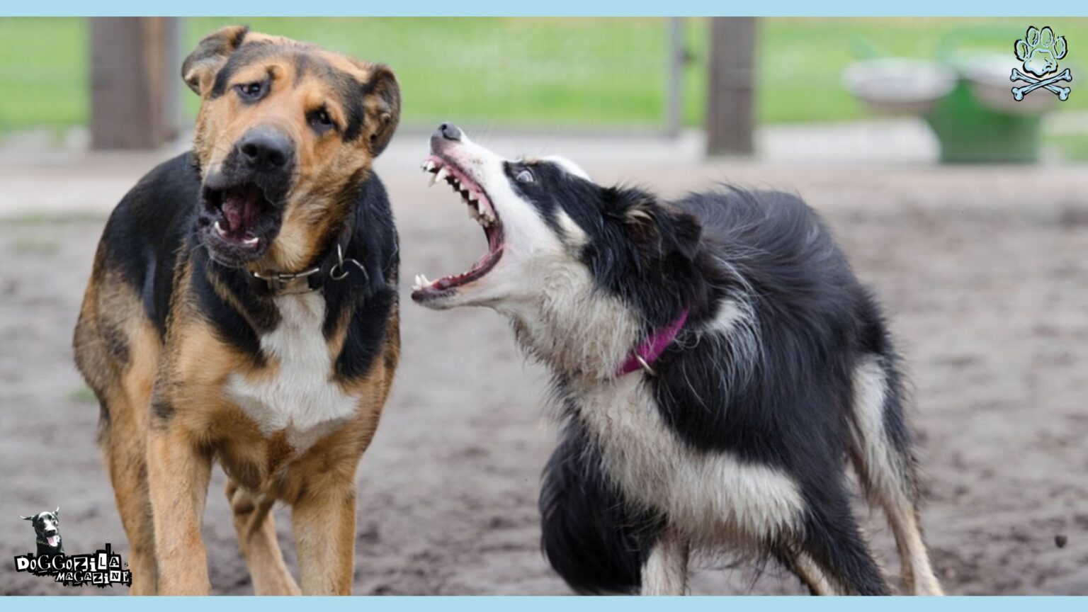 Are Dogs Playing or Fighting? How to Tell the Difference • Doggozila ...