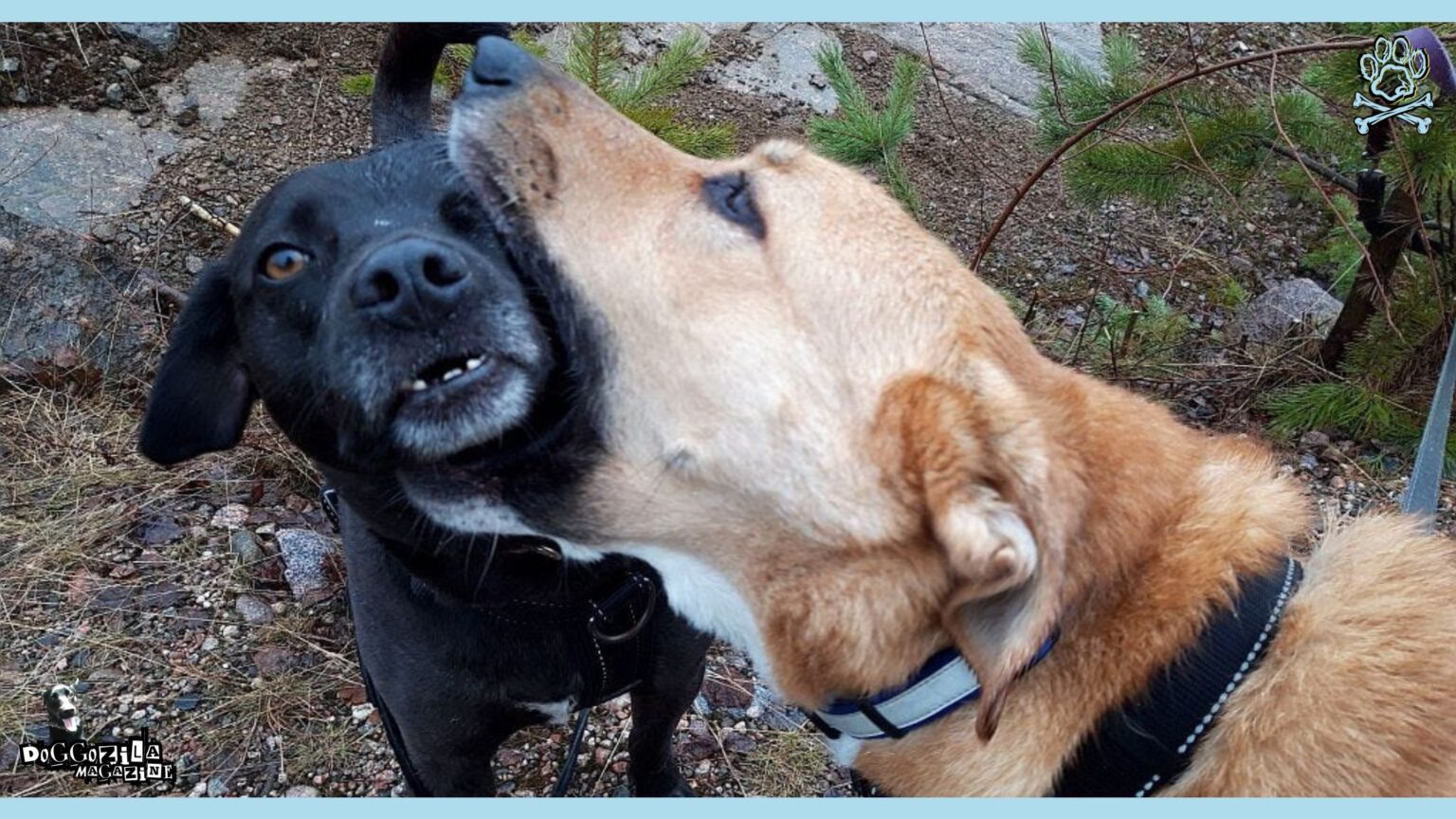 Are Dogs Playing or Fighting? How to Tell the Difference • Doggozila ...