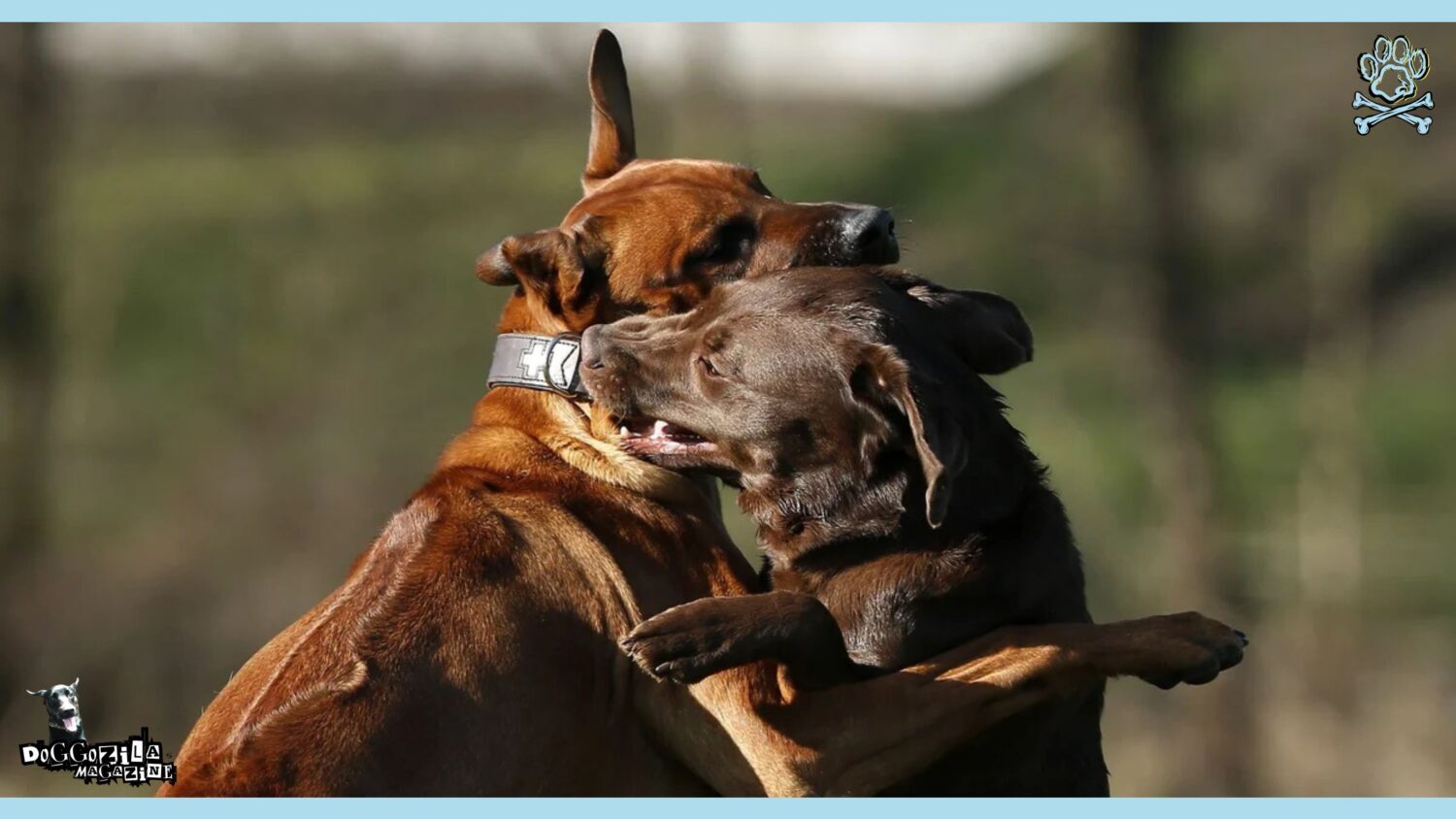 Are Dogs Playing or Fighting? How to Tell the Difference • Doggozila ...