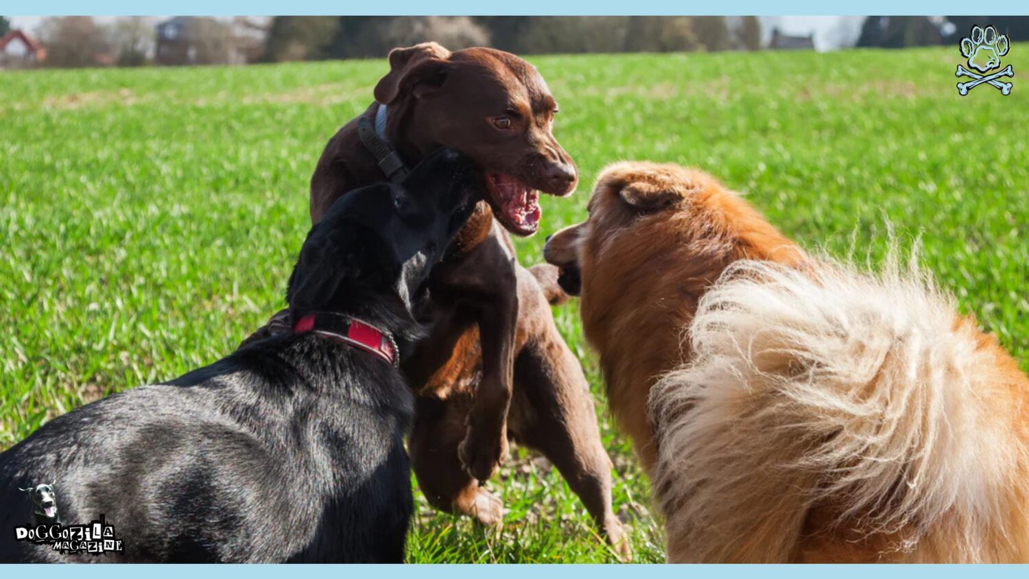 Are Dogs Playing or Fighting? How to Tell the Difference • Doggozila ...