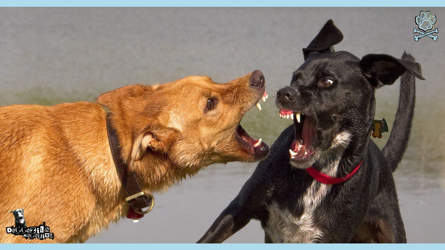 Are Dogs Playing or Fighting? How to Tell the Difference • Doggozila ...