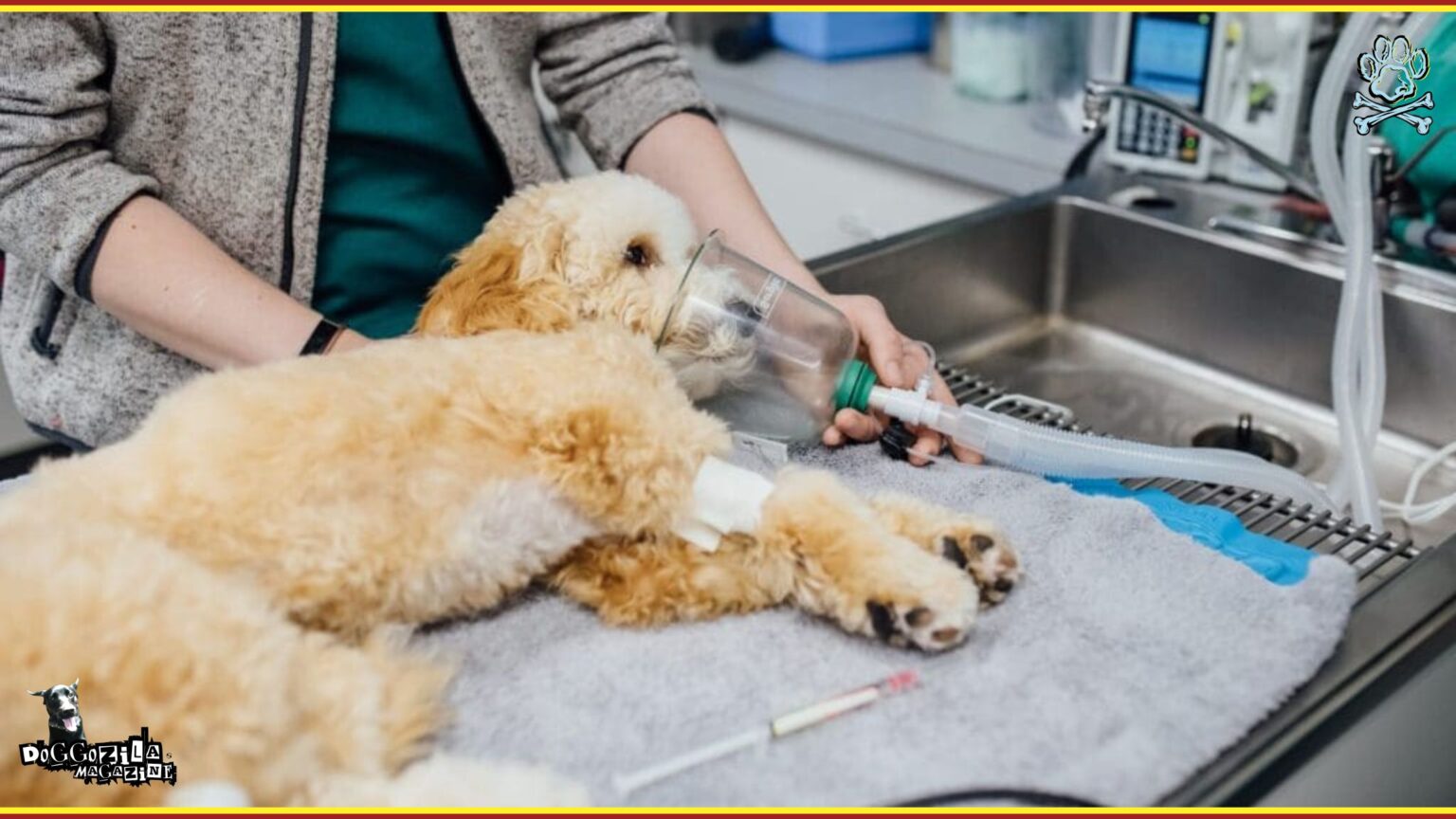 Is Anesthesia Safe for Dogs? - What You Should Know • Doggozila Magazine