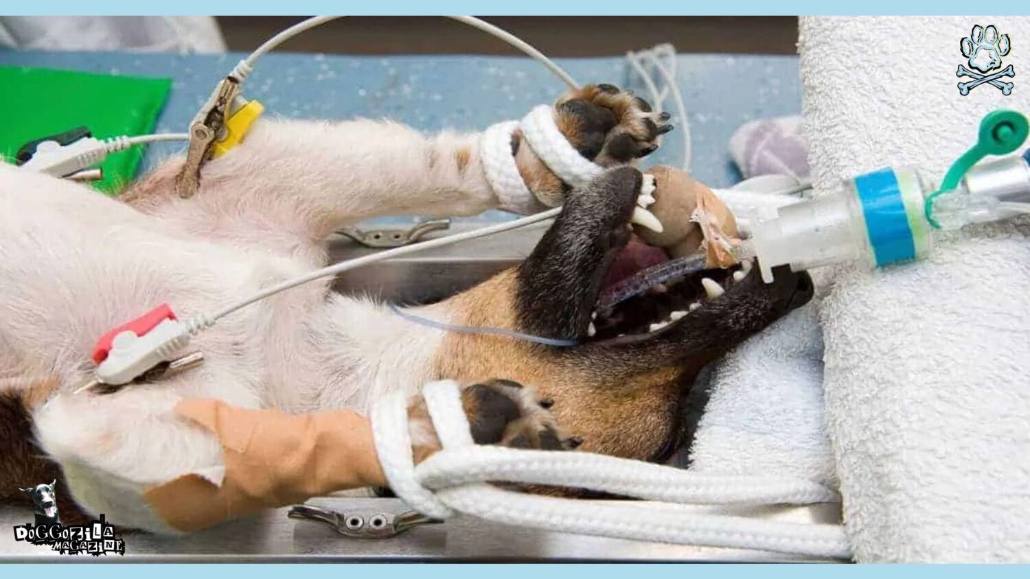 Is Anesthesia Safe for Dogs? What You Should Know • Doggozila Magazine