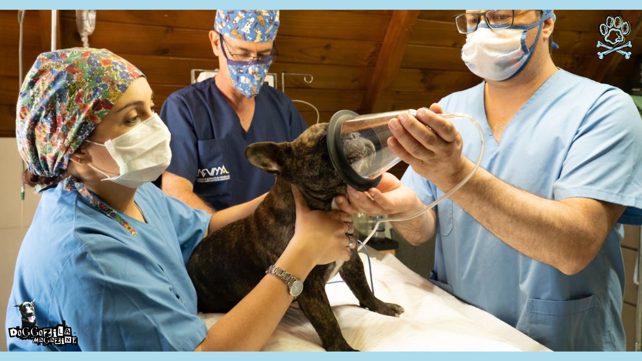 Is Anesthesia Safe for Dogs? What You Should Know • Doggozila Magazine