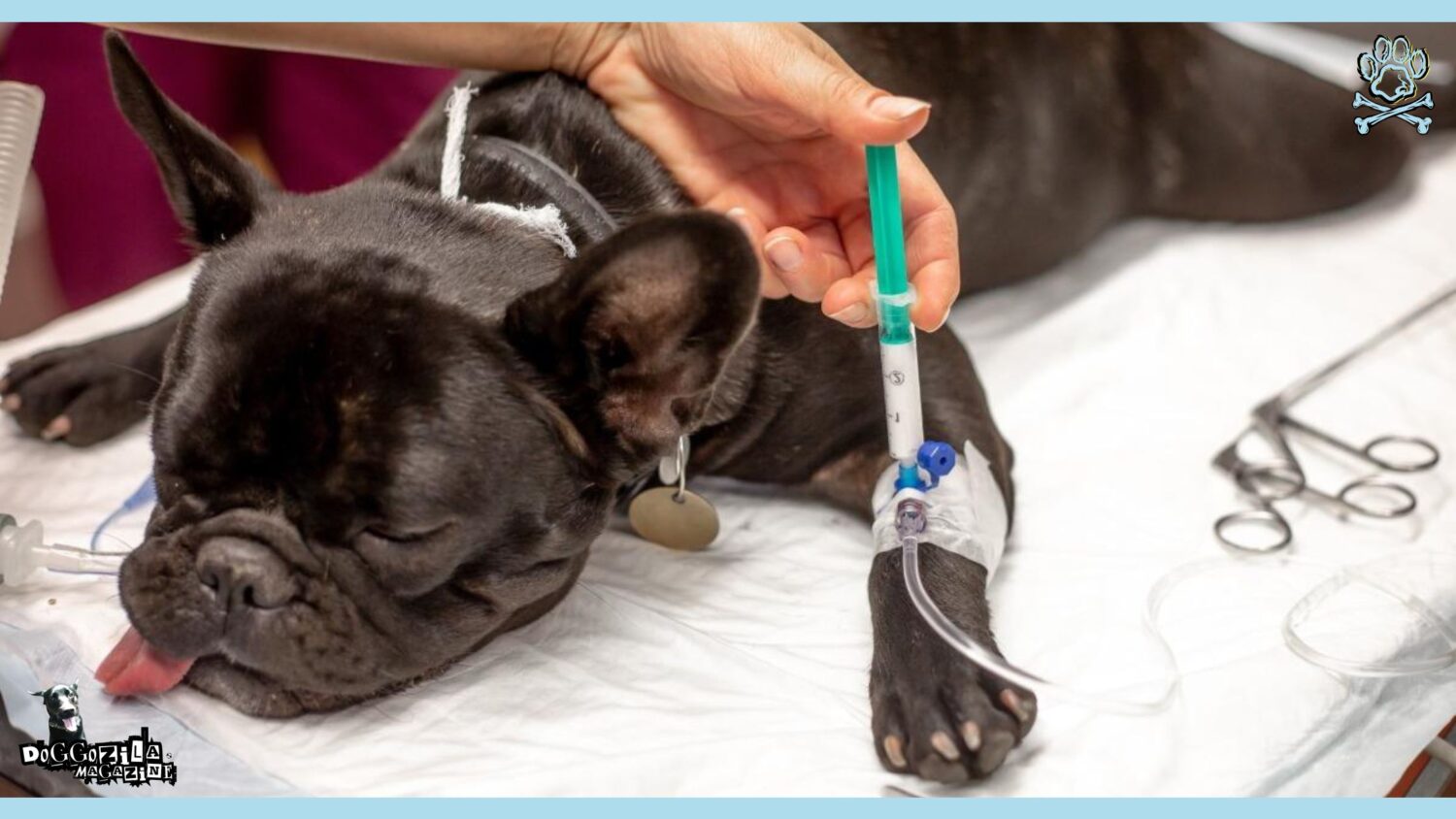 Is Anesthesia Safe for Dogs? - What You Should Know • Doggozila Magazine