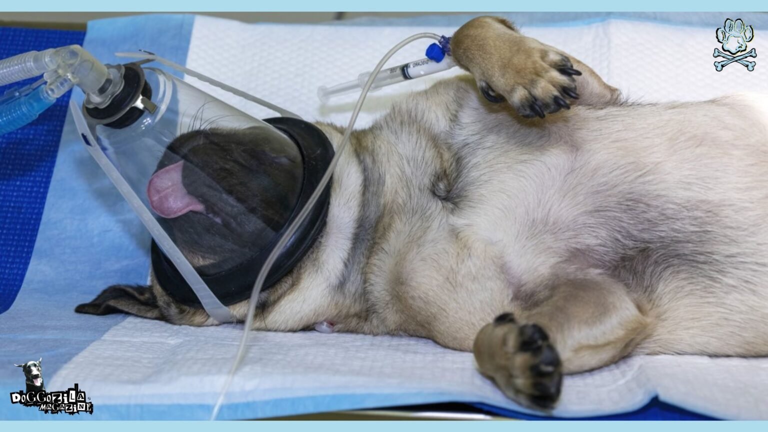Is Anesthesia Safe for Dogs? - What You Should Know • Doggozila Magazine