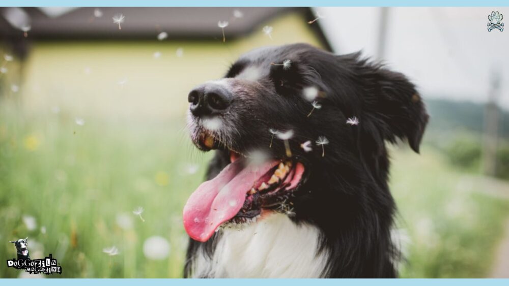 Pollen Allergies in Dogs: Stop The Itching & Scratching • Doggozila ...