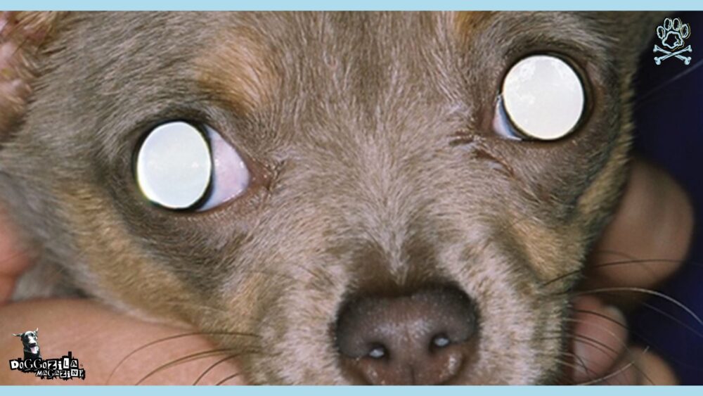 Progressive Retinal Atrophy in Dogs: The Silent Thief of Sight • Doggozila