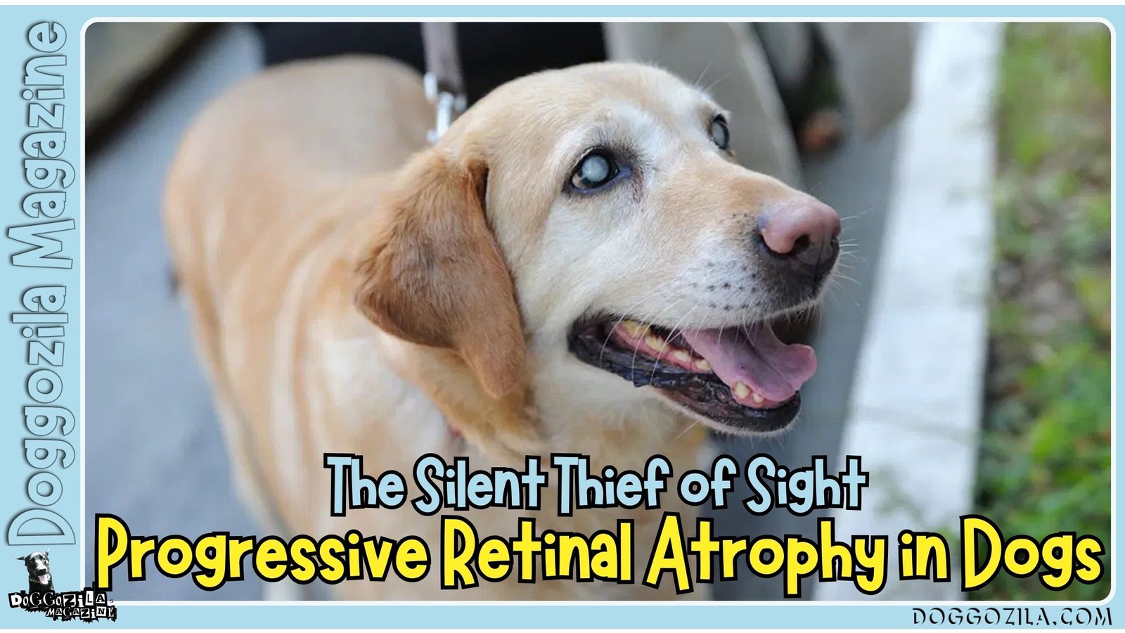 Progressive Retinal Atrophy in Dogs: The Silent Thief of Sight - Doggozila