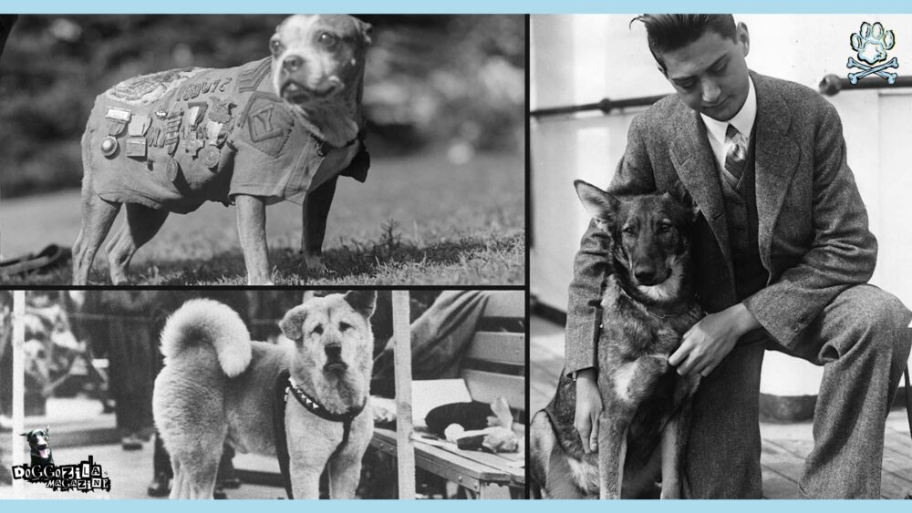 The Best Dogs in History: Our Eternal Furry Friends • Doggozila Magazine