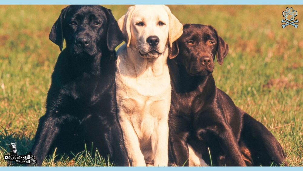The Labrador Retriever: Why is the World’s Favorite Dog • Doggozila ...
