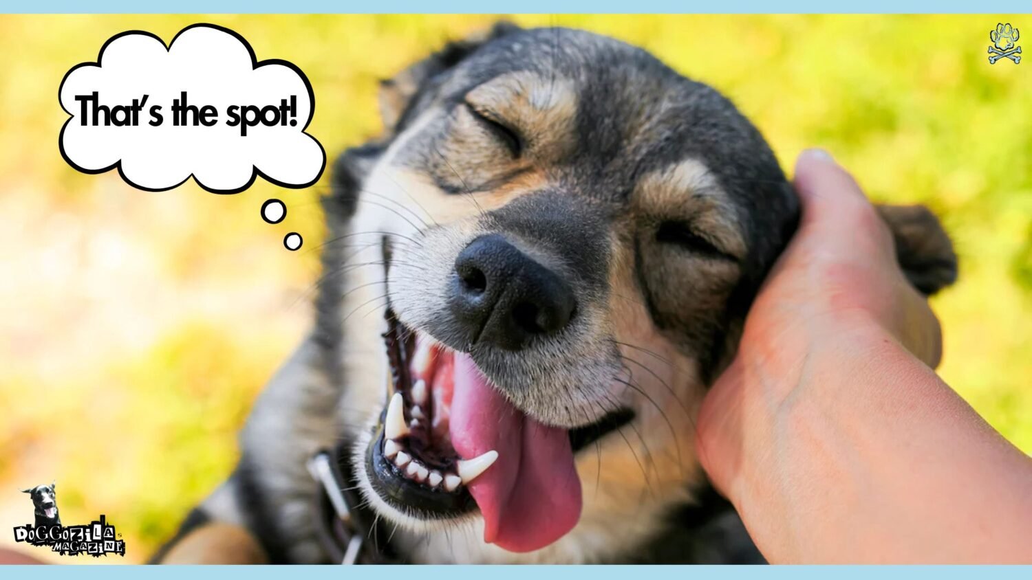 What Do Dogs Think About? Into the Canine Mind – Doggozila Magazine