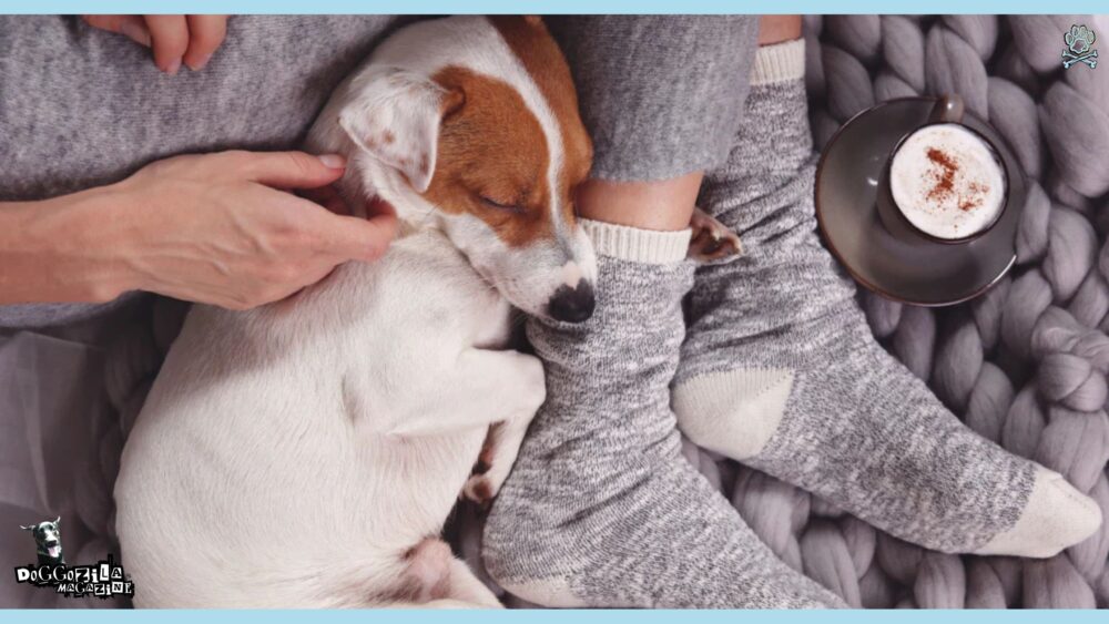 Why Does Your Dog Sleep at the Foot of Your Bed? • Doggozila Magazine