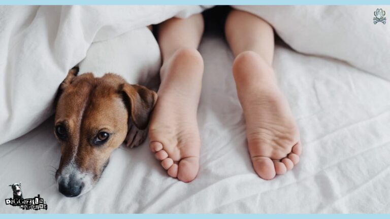 Why Does Your Dog Sleep at the Foot of Your Bed? • Doggozila Magazine