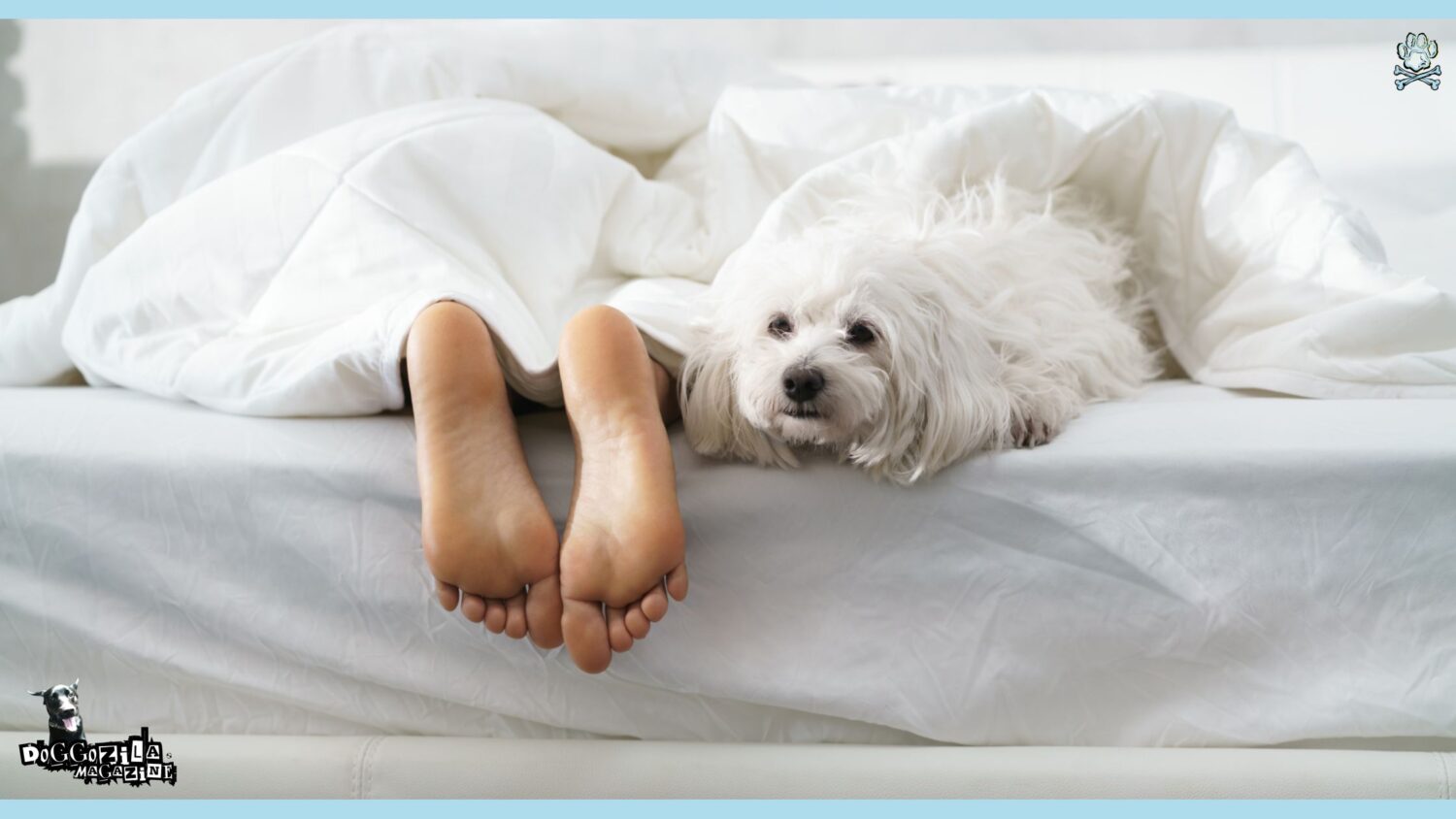 Why Does Your Dog Sleep at the Foot of Your Bed? • Doggozila Magazine