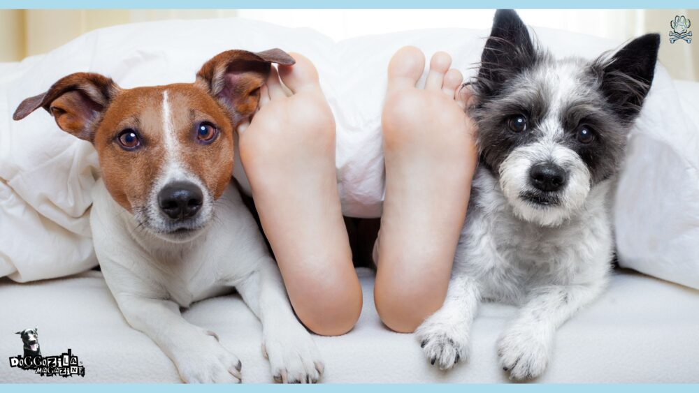 Why Does Your Dog Sleep at the Foot of Your Bed? • Doggozila Magazine