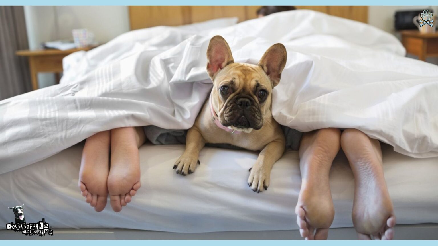 Why Does Your Dog Sleep at the Foot of Your Bed? • Doggozila Magazine