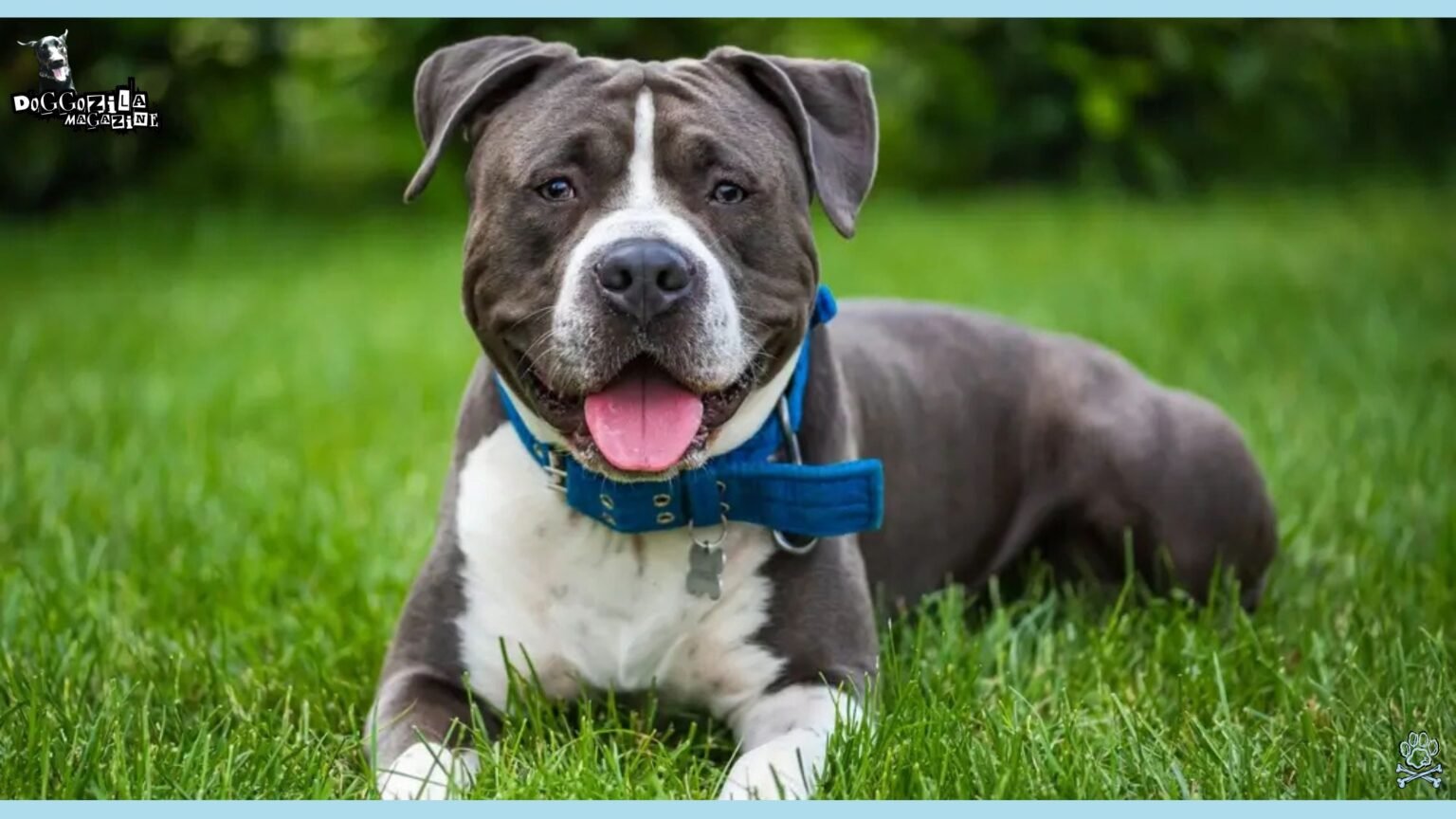 Barrel-Chested Dog Breeds and Their Link to Bloat • Doggozila Magazine