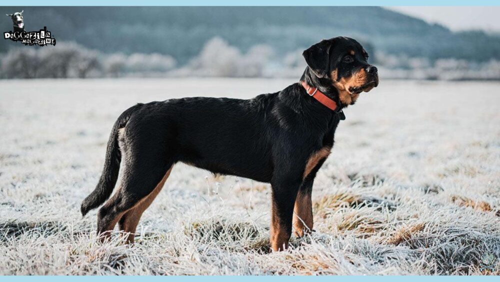 Barrel-Chested Dog Breeds and Their Link to Bloat • Doggozila Magazine