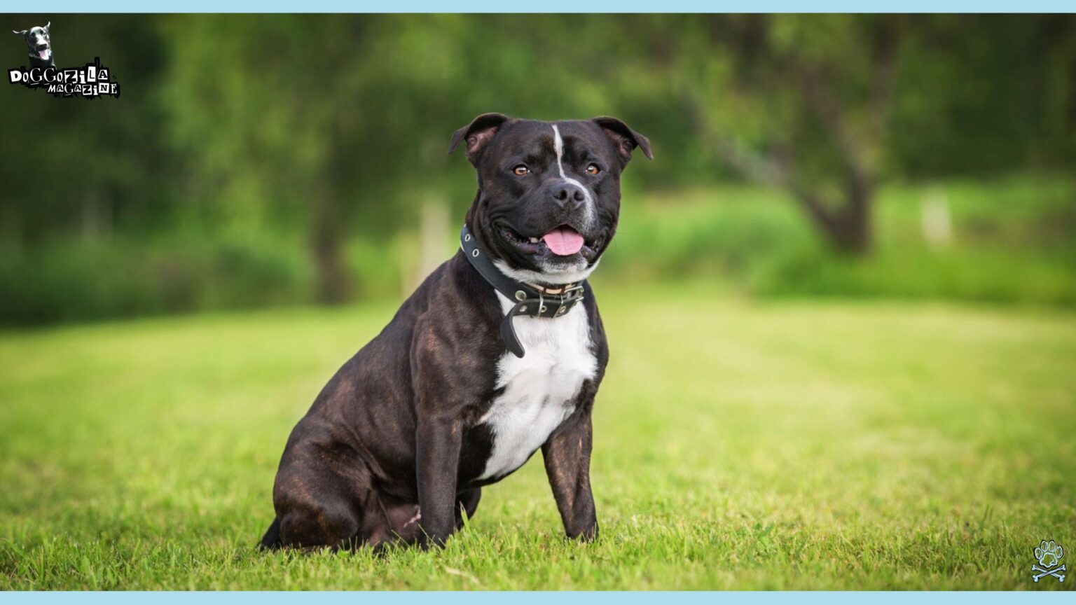 Barrel-Chested Dog Breeds and Their Link to Bloat • Doggozila Magazine