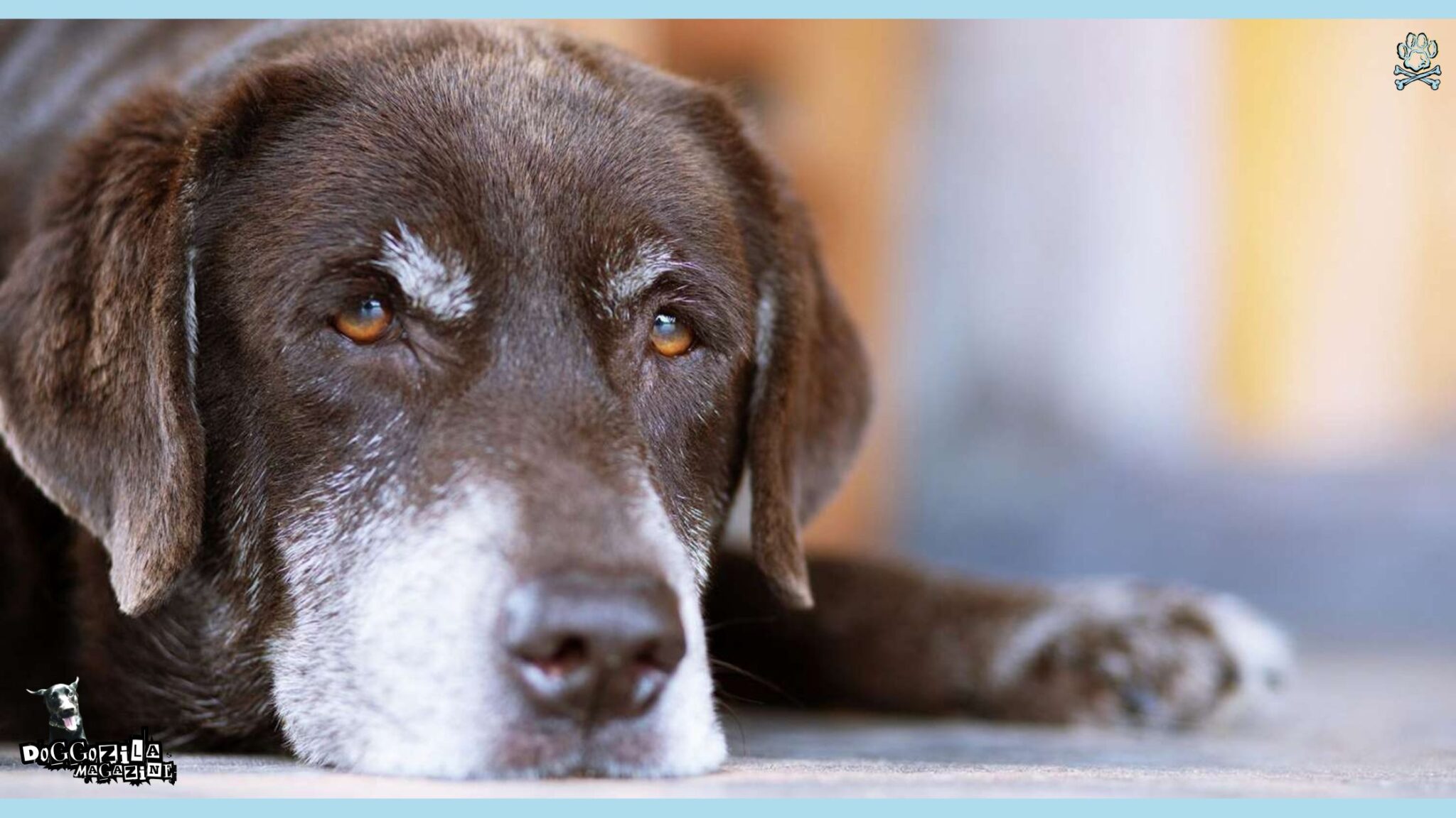 Can Dogs Die from Sadness? The Heartbreaking Truth! • Doggozila Magazine