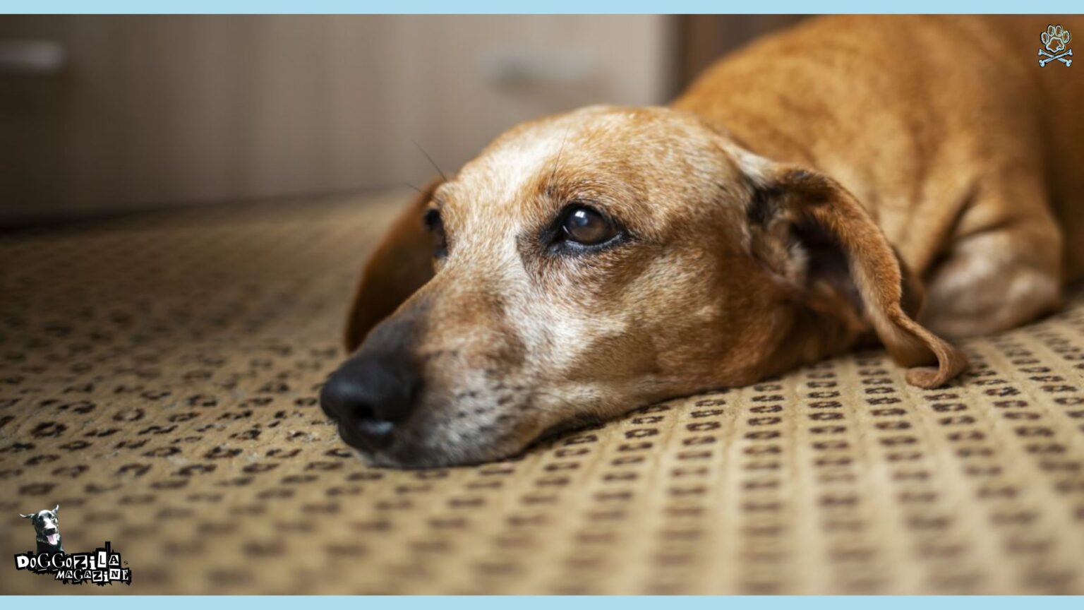 Can Dogs Die from Sadness? The Heartbreaking Truth! • Doggozila Magazine