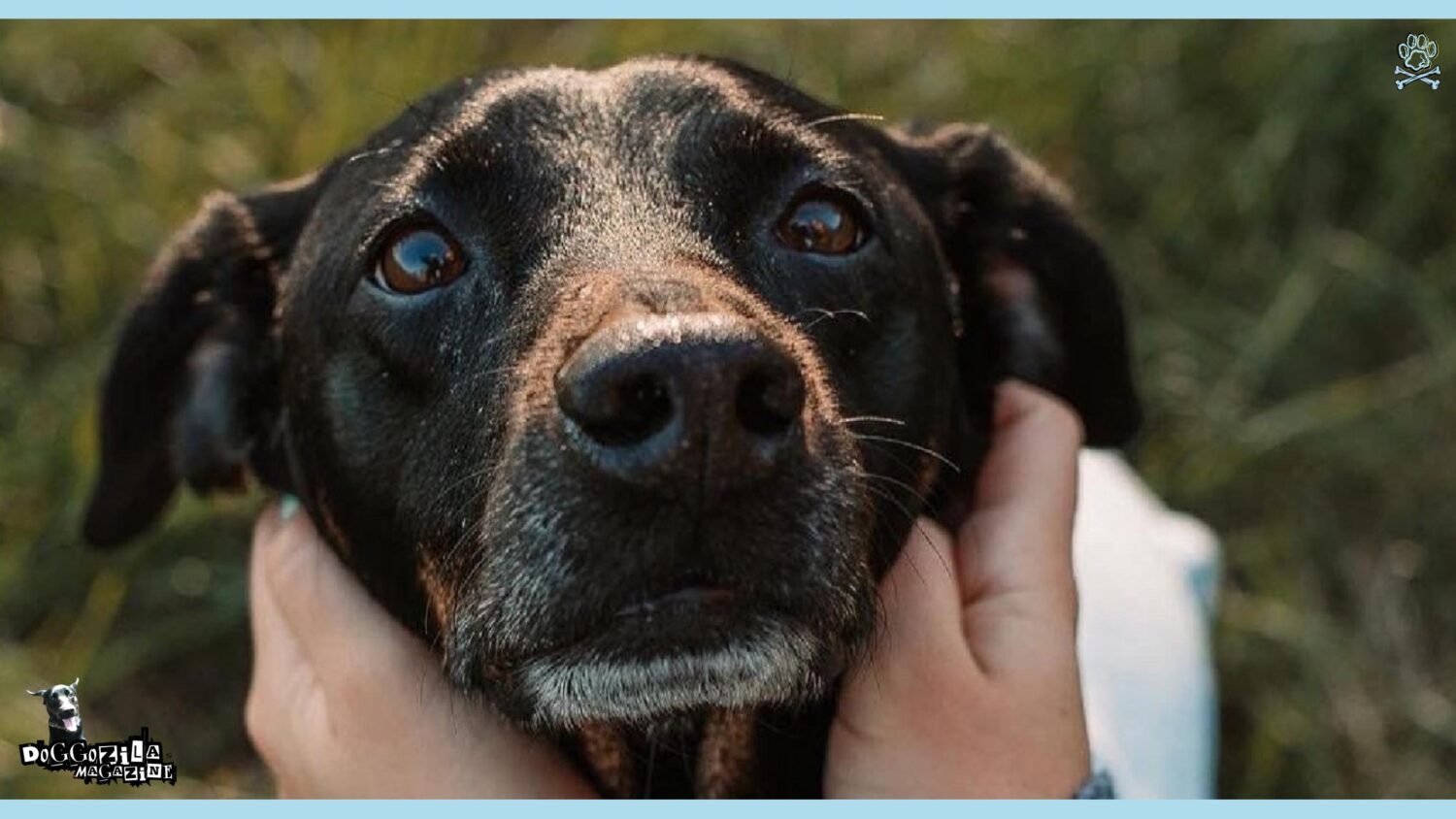Can Dogs Die from Sadness? The Heartbreaking Truth! • Doggozila Magazine