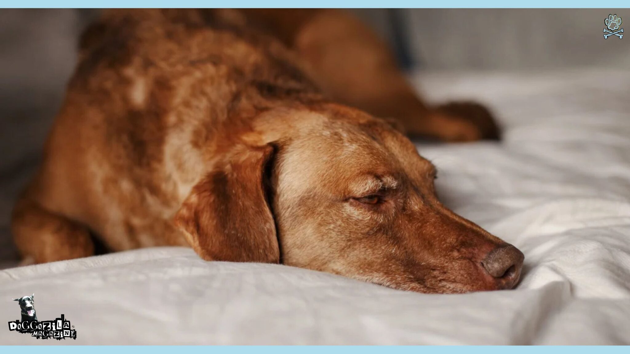 Can Dogs Die from Sadness? The Heartbreaking Truth! • Doggozila Magazine